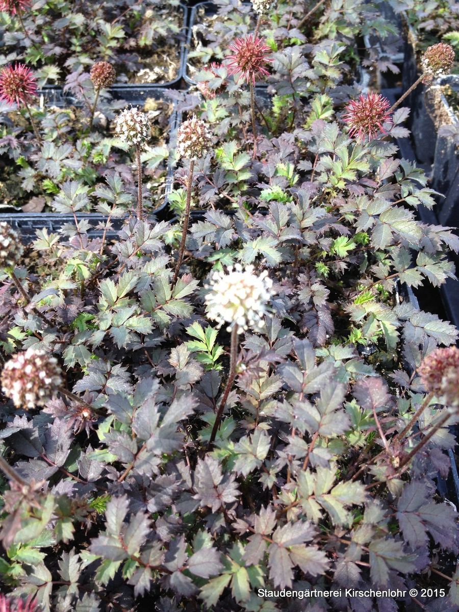 Acaena microphylla 'Kupferteppich' - Staudengärtnerei Kirschenlohr ...