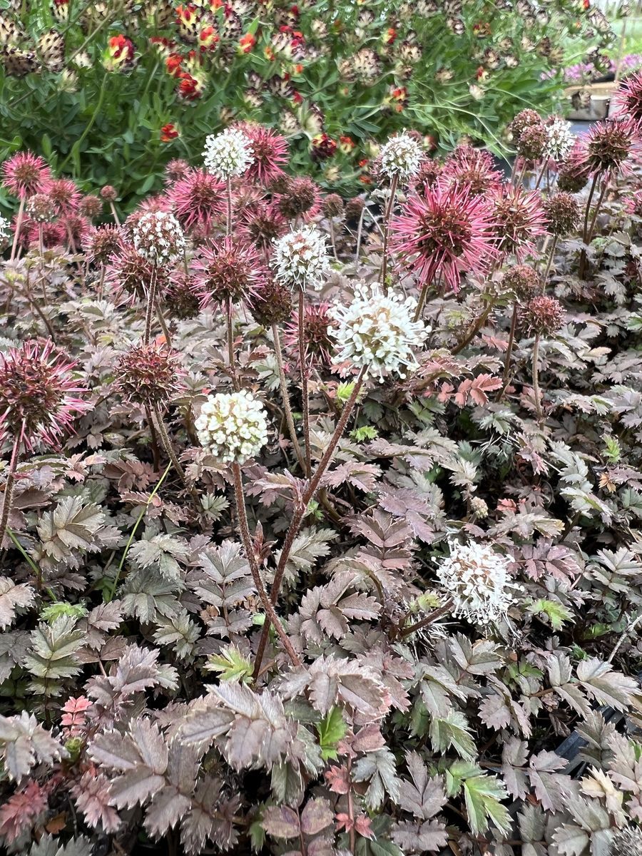 Acaena microphylla 'Kupferteppich' - Staudengärtnerei Kirschenlohr ...