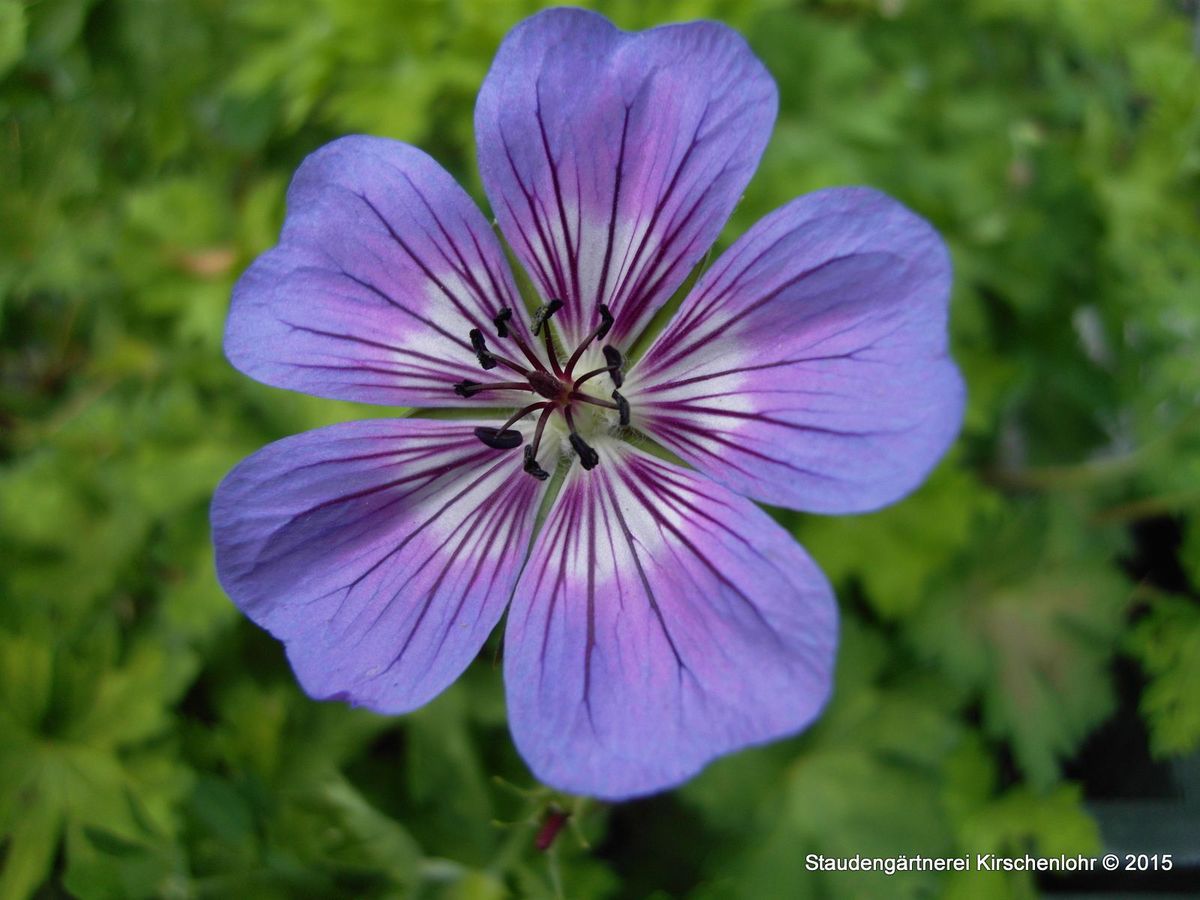 Geranium 'Havana Blues' ® - Staudengärtnerei Kirschenlohr | Onlineshop ...