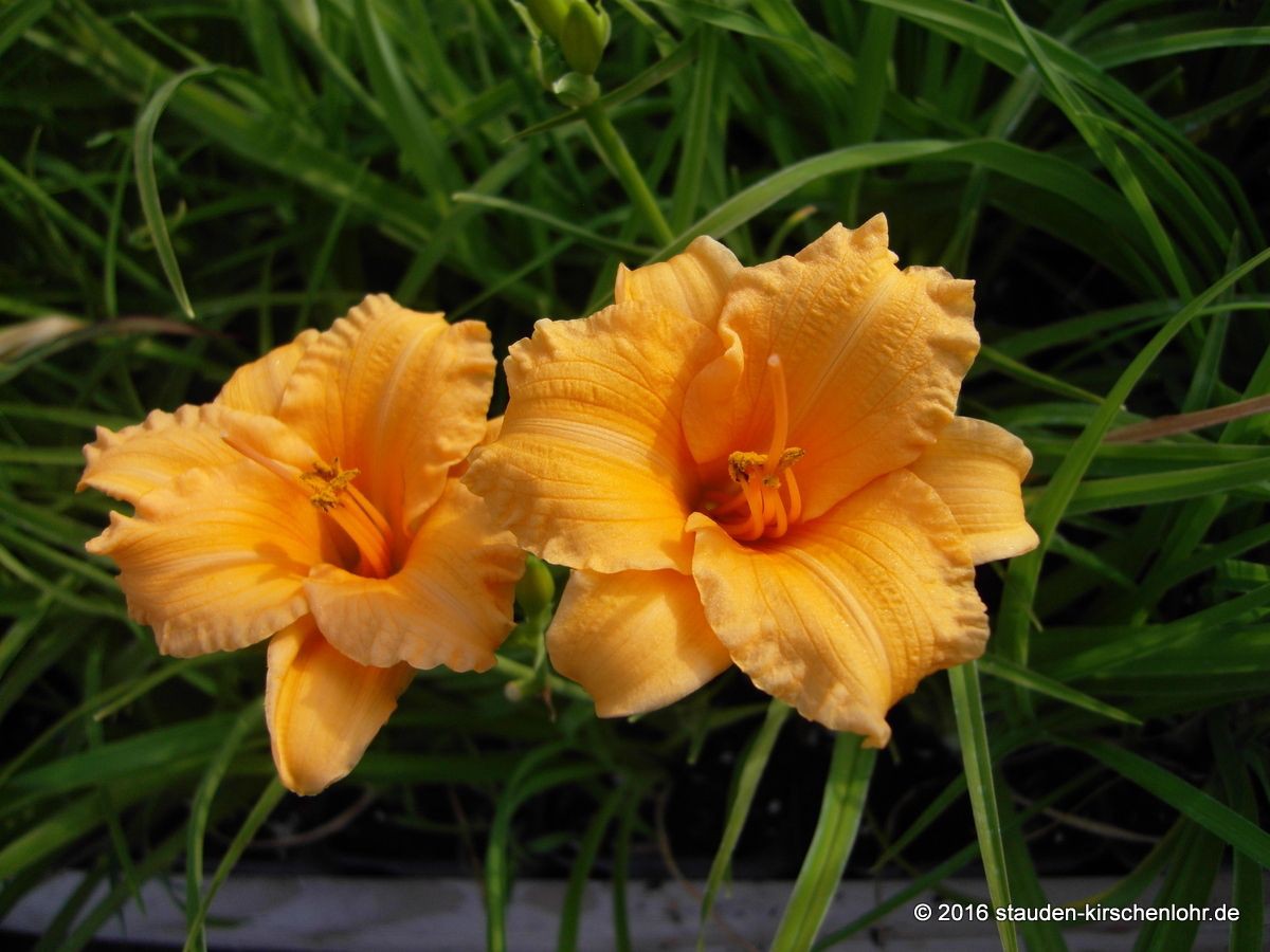 Hemerocallis 'Bertie Ferris' - Staudengärtnerei Kirschenlohr ...