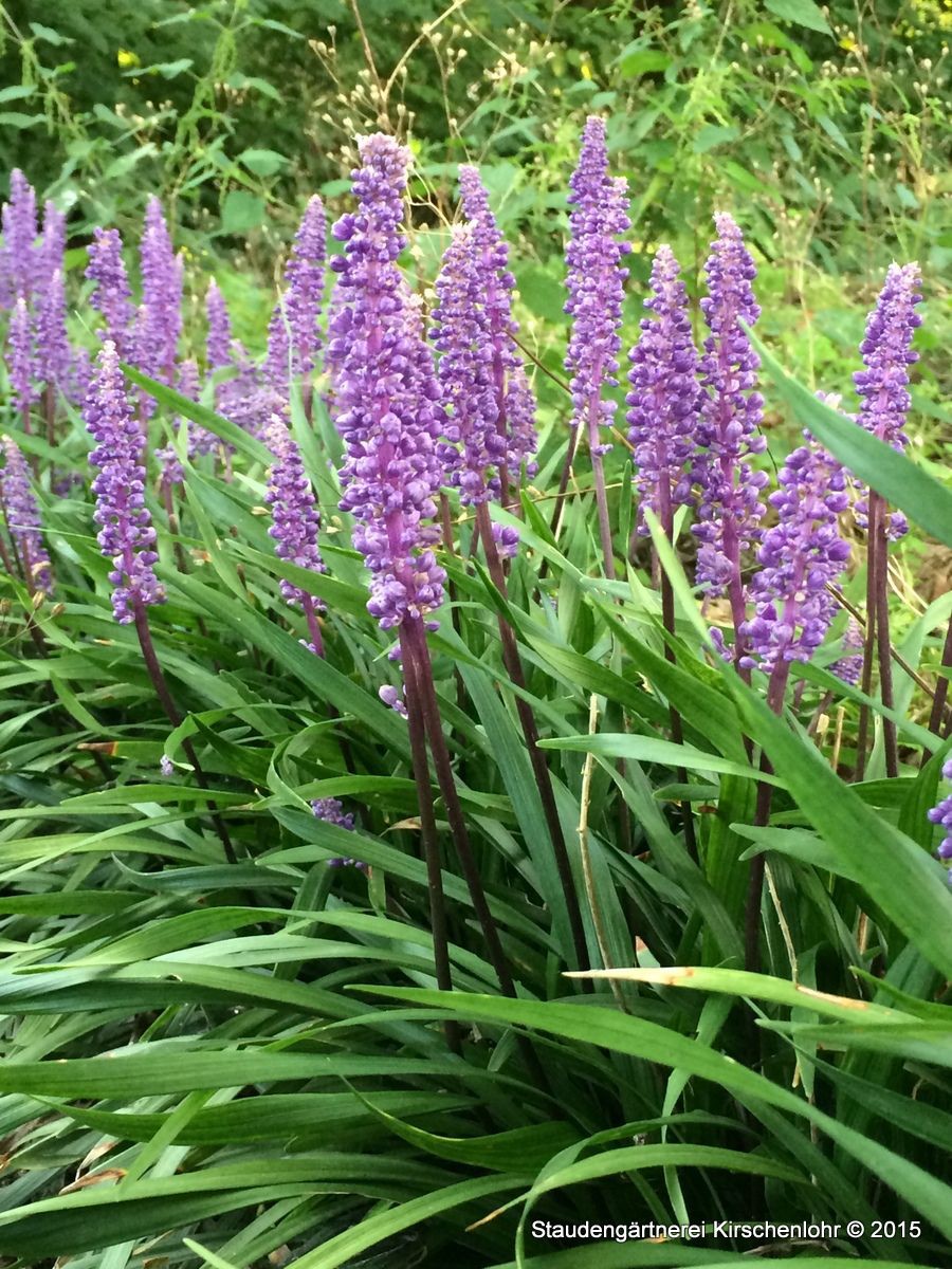 Liriope muscari moneymaker store